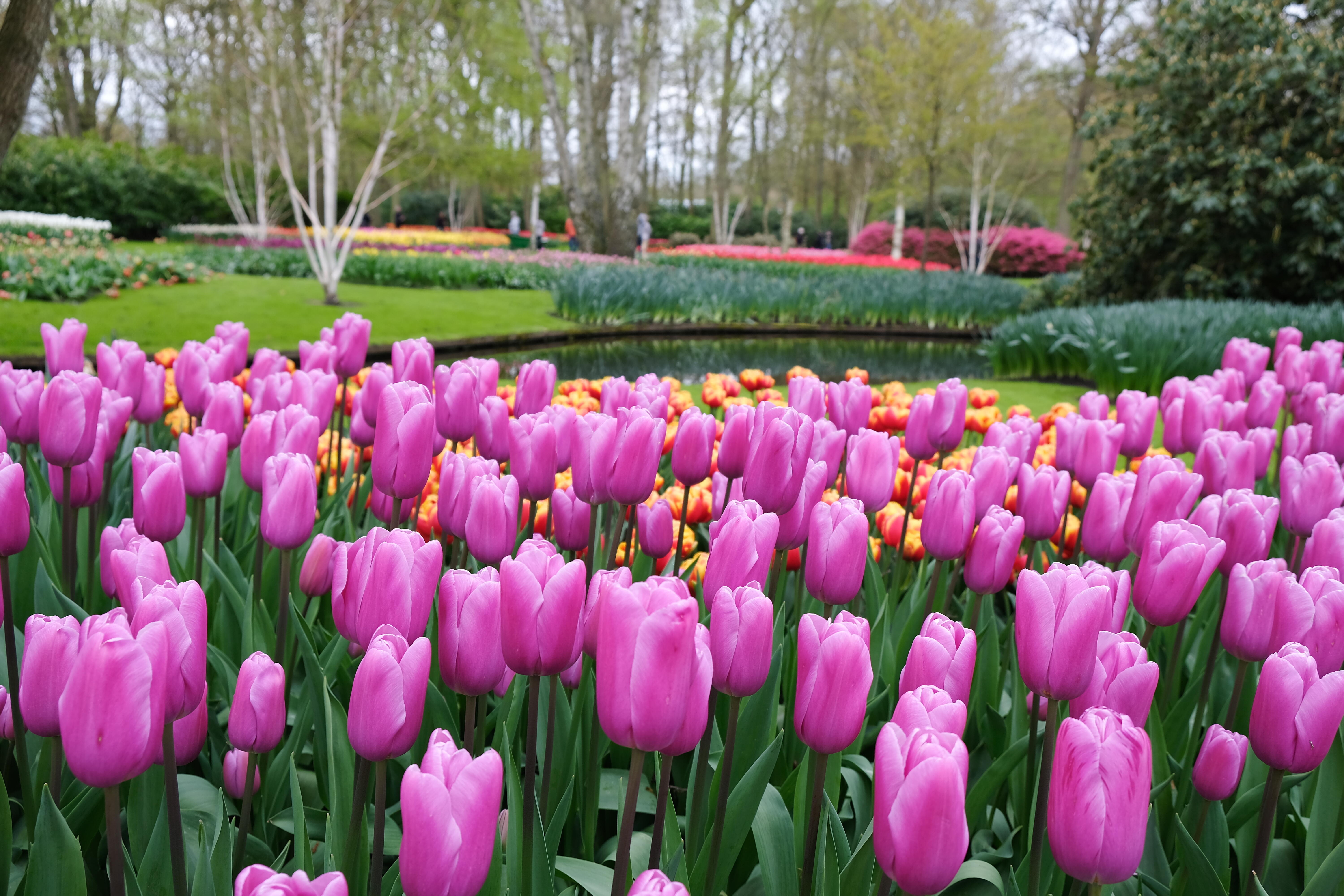 Just Back From A National Geographic Tulip Time River Cruise