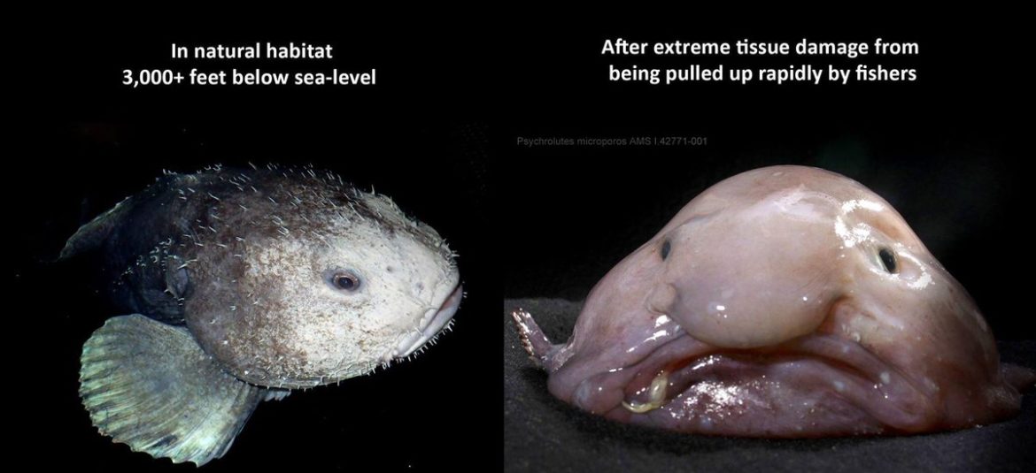 5 raisons d’adopter un Blobfish – L'avant gardiste