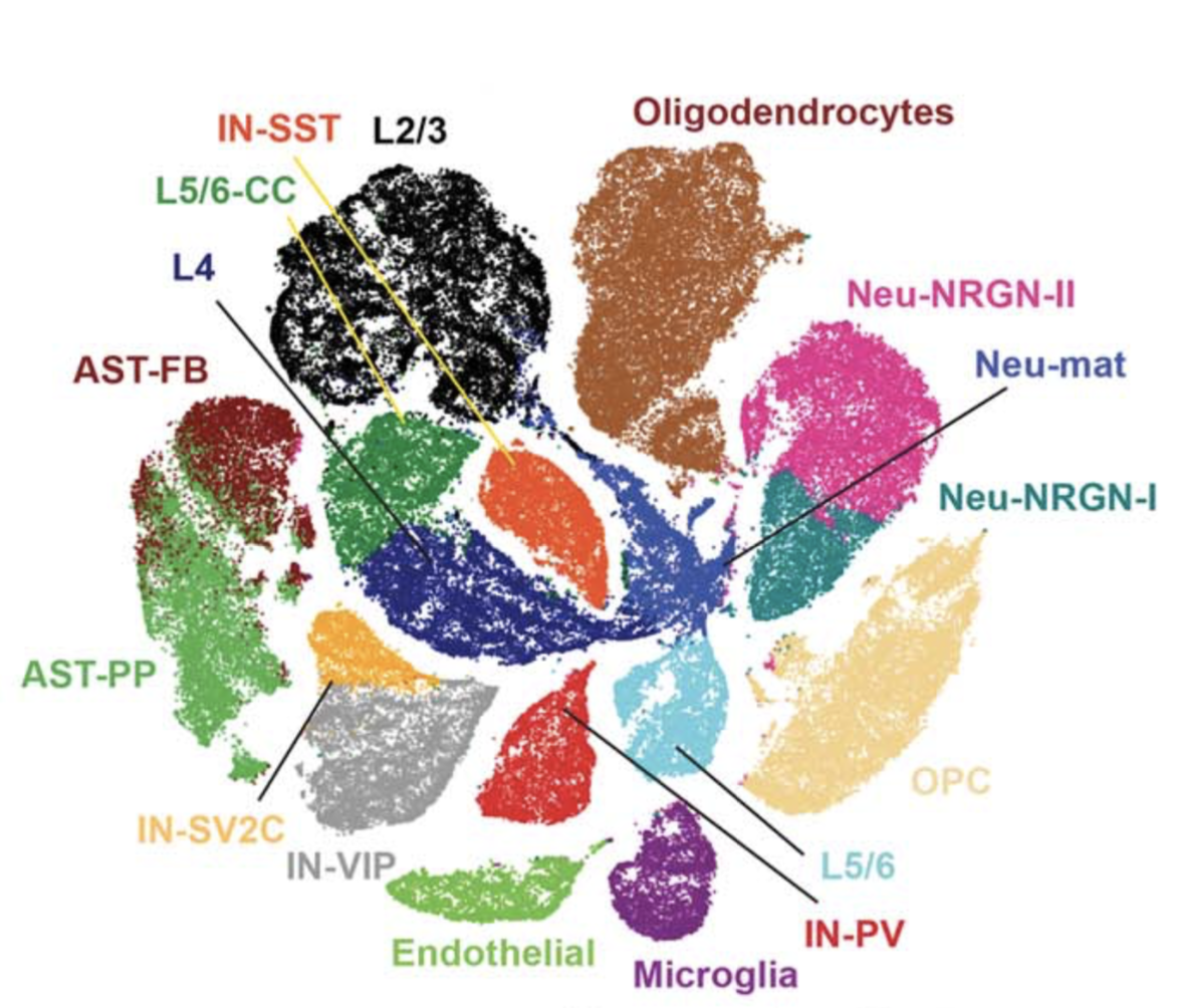 Single-cell study identifies brain cell types linked to autism - Autism ... Single-cell study identifies brain cell types linked to autism - Autism ...