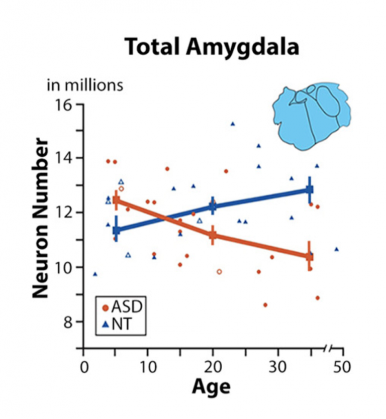 Autism BrainNetThe amygdala shows microscopic changes in ASD - Autism ...