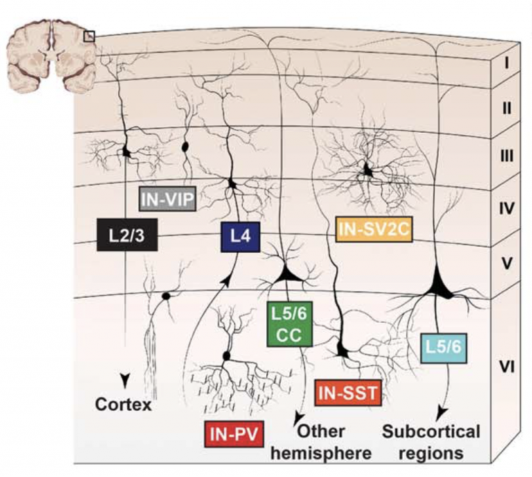 Autism BrainNetSingle-cell study identifies brain cell types linked to ...