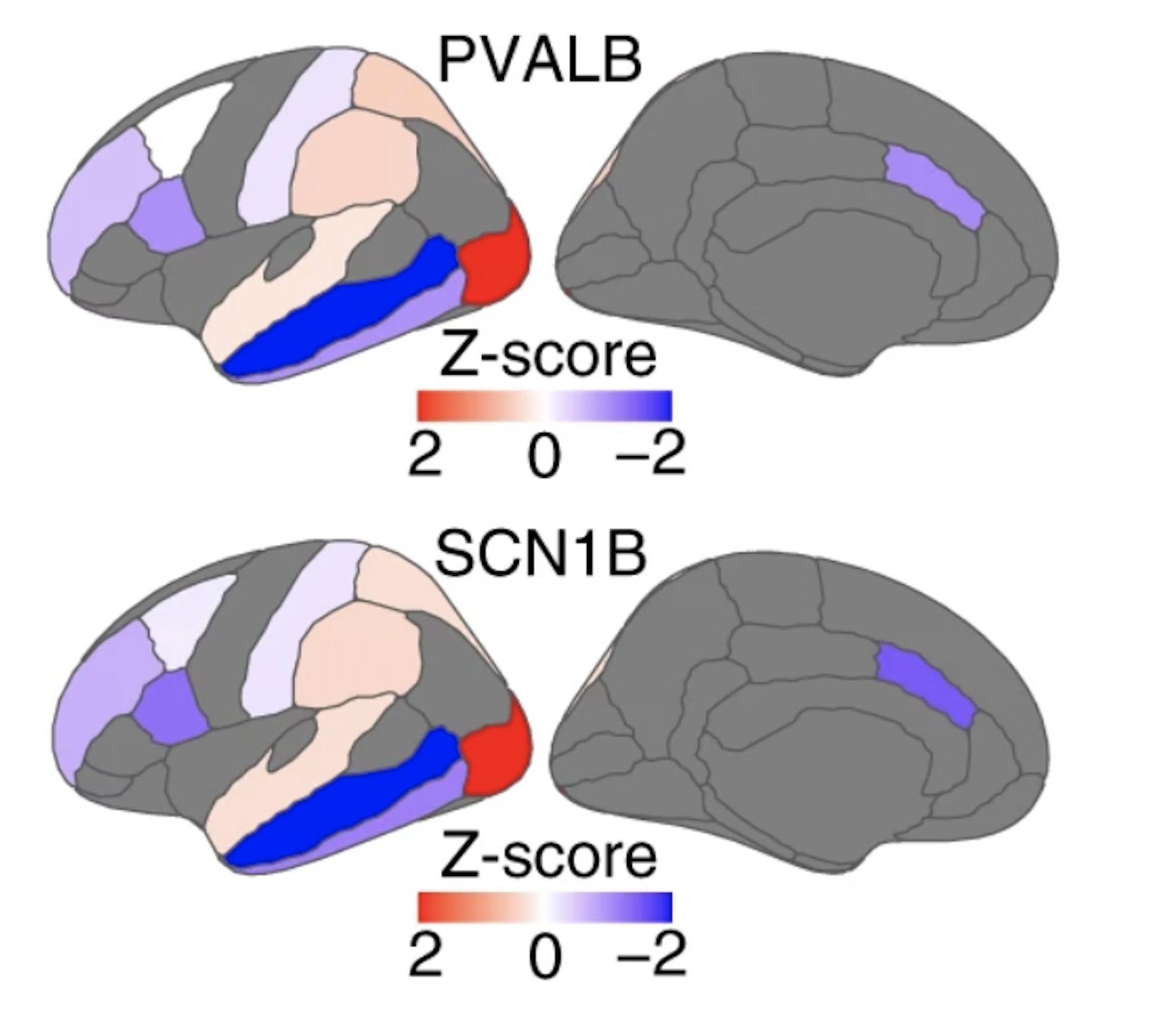 Autism BrainNetGene expression patterns that underlie functional brain ...