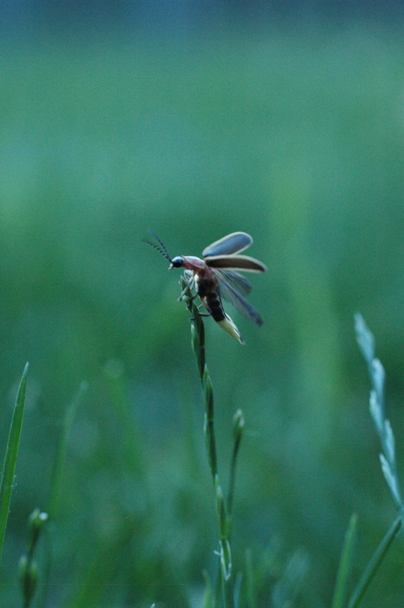 Fantastic Fireflies | ACRES Land Trust