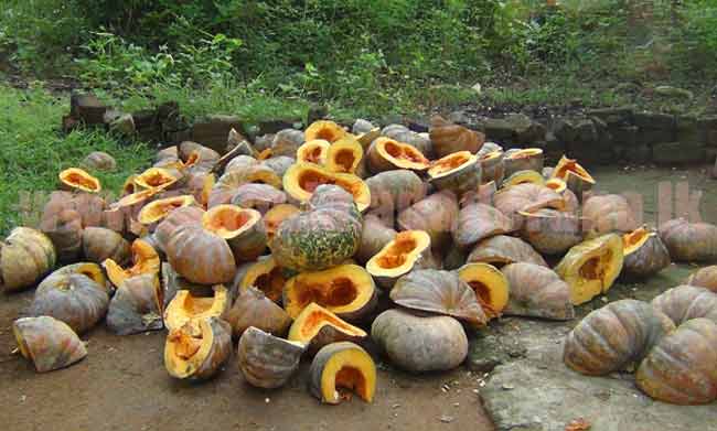 නවගත්තේගම වට්ටක්කා කිලෝ ලක්ෂ ගණනක් විනාශ වෙනවා