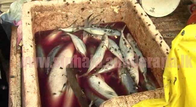 පණුවො ගහපු මාළු වික්ක 2ක් මාට්ටු