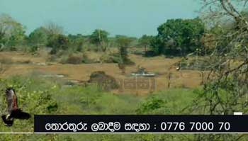 උකුස්සාගේ හෙළිදරව්වෙන් අලි කළමනාකරණ රක්ෂිතය ගැන බලධාරීන්ගේ අවධානය