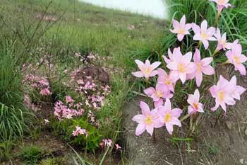 වෙසමුණියා