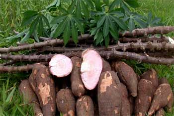 මඤ්ඤොක්කා අලෙත් බහී