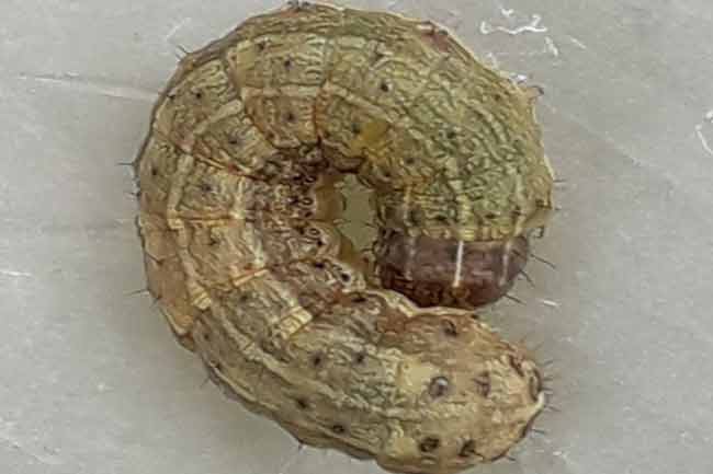 අම්පාරට හිසරදයක් වු ත්‍රස්තවාදියා