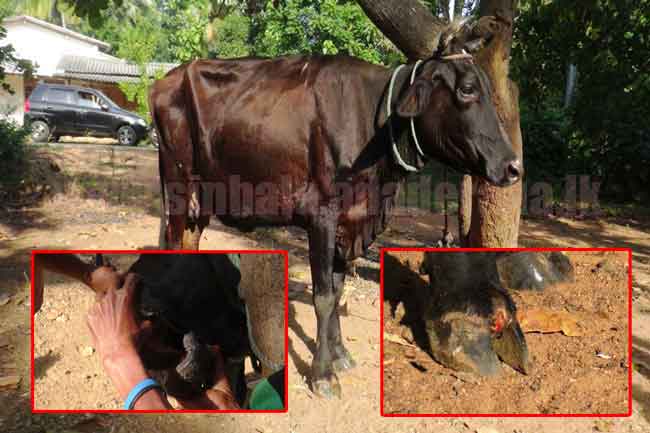 තවත් වසංගතයක් හිස ඔසවයි-කිරි හරකා මසට යයි