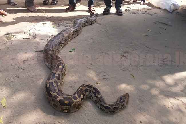 අඩි 10 ක් දිග ජීවිතයක්