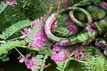 නිල් අවරියවලට අත තැබූ 3කට වැඩ වරදී