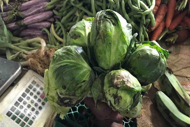 අරුම පුදුම ගොවා ගෙඩිය