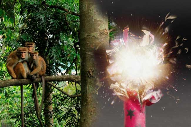 රිලව් එලවන්න පත්තු කළ රතිඤ්ඤා කරල් 3ක්
