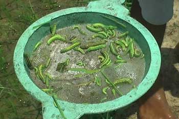 තවත් සේනා කෙනෙක්ද