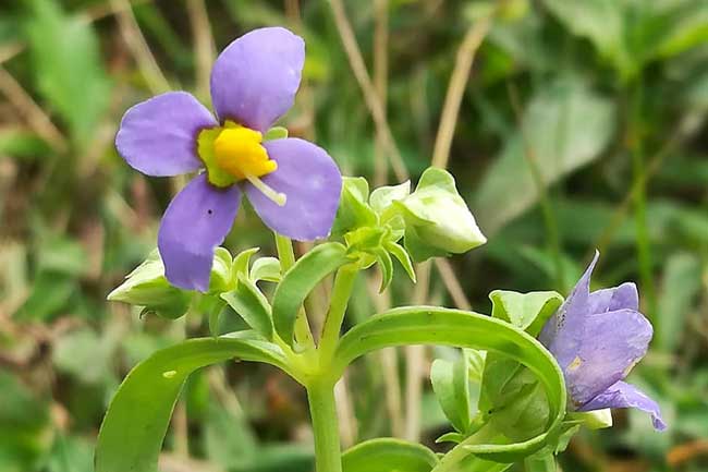 වියැකී යන බිනර ශාකය