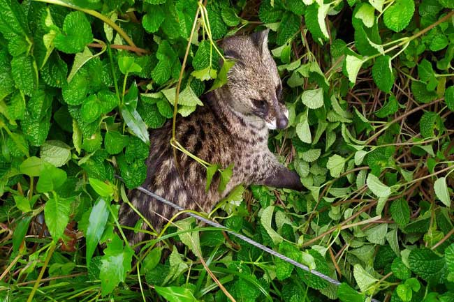 වනජීවි නිලධාරින් තවත් අසරණ ජීවිතයත් බේරා ගනී