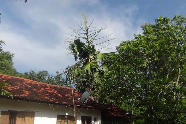 ගම් 7ක් පාළු කරන තල් මල