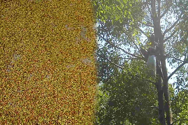 යන එනමං නැති වී ඇති කරාබු ගොවීන්