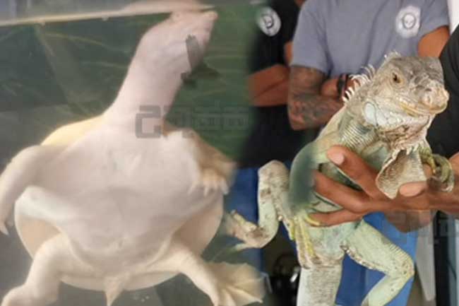 පළමුවරට හමු වු සුදු ඉබ්බා -උකුස්සාගේ හෙළිදරව්වක්