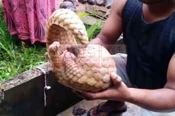 ගෙවත්තට ආ ආගන්තුකයා