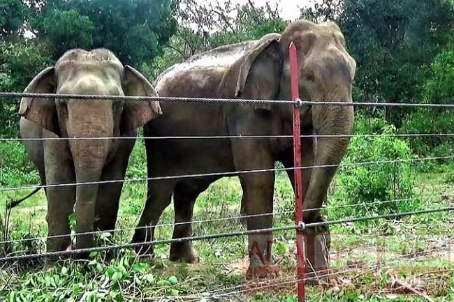 වියදම කෝටි 49 යි - සුදු අලියෙක් වූ අලිවැට