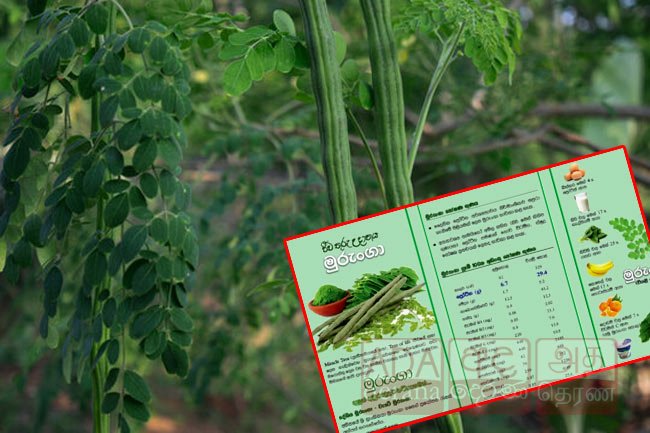 මුරුංගා පැළ දස ලක්ෂයක් නොමිලේ බෙදාදීමට පියවර