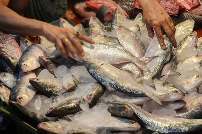 මුහුදු මාළු ආහාරයට ගැනීම ගැන නාරා ආයතනය දුන් වාර්තාව