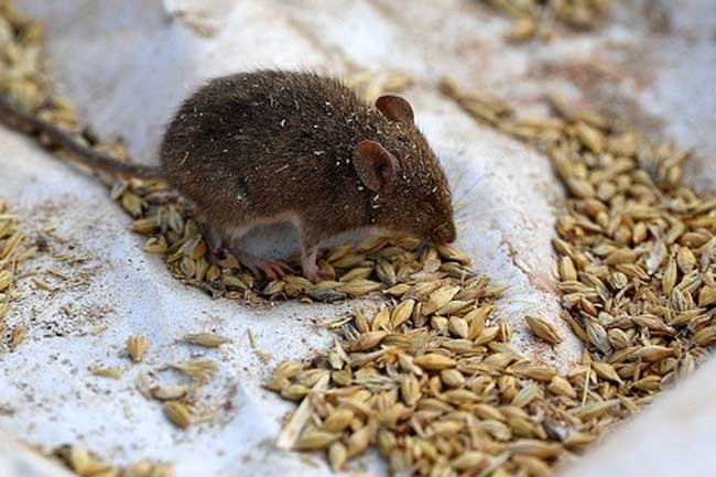 මී වසංගතයකින් ඔස්ට්‍රේලියාව කැළඹෙයි