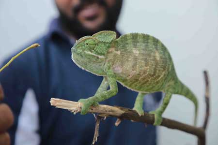 බෝදිලිමා...