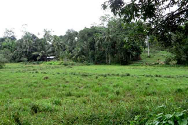 වගා කළ නොහැකි සියලු කුඹුරු ඉඩම්වලට පොල්