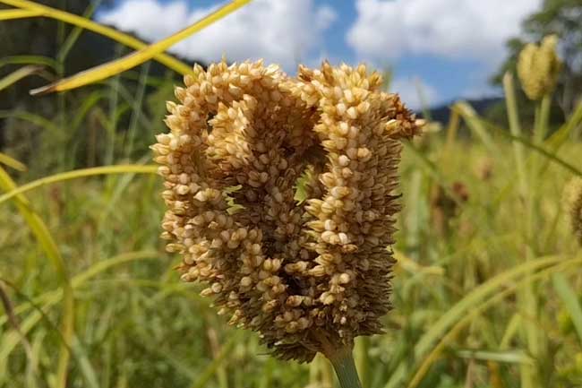 කුරහන් අස්වැන්න...