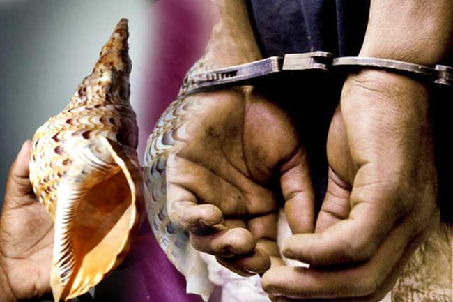 වාලම්පුරියක් සමග සැකකරුවෙක් අත්අඩංගුවට