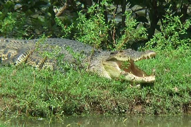 දියවන්නාවේ කිඹුලා