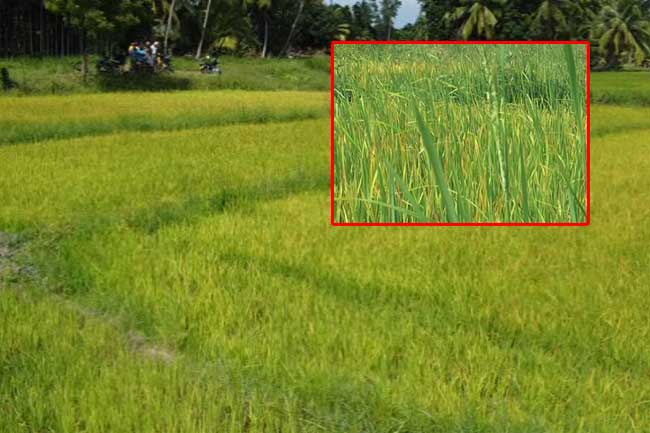 අම්පාරේ කුඹුරු අක්කර ගණනක් නෙමටෝඩා රෝගයට ගොදුරු වෙයි