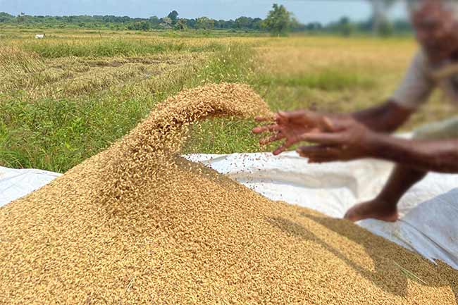 කිලිනොච්චියේ වී ගොවීන් ට හොඳ මිලක්