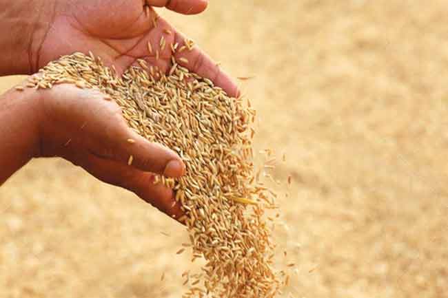 වී මිලදී ගැනීමට අතිරේකව බිලියන 03ක්