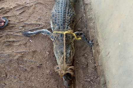 මුහුදේ සැරිසැරූ කිඹුලාව අල්ලයි