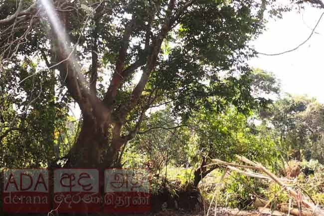 පඬුකරඳ ගහ ගැන අතිරේක මහේස්ත්‍රාත්වරියගෙන් නියෝගයක්