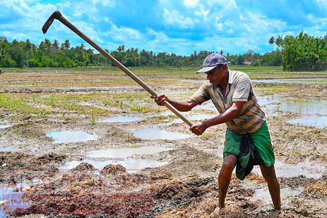 නියඟය සහ ගොවියා ගැන අමරවීරගෙන් පැහැදිලි කිරීමක්