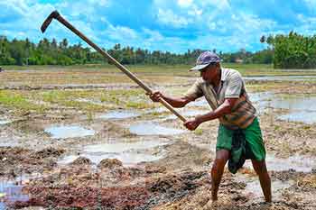 නියඟය සහ ගොවියා ගැන අමරවීරගෙන් පැහැදිලි කිරීමක්