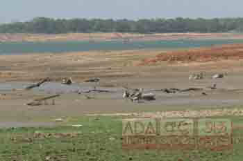 උඩවලව සිඳී ගිය හේතුව කෝප් කමිටුවේදී එළියට