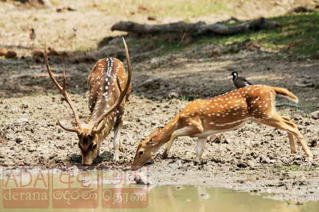 මස් වැද්දන් ගැන තොරතුරු දෙන්නැයි වනජීවී දෙපාර්තමේන්තුවෙන් ඉල්ලීමක්
