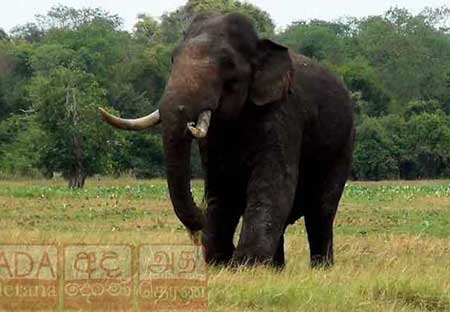 අග්බෝ ට වෙඩිතබයි