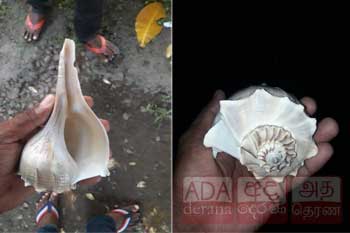 වාලම්පුරියක් සමග පුද්ගලයෙක් අත්අඩංගුවට