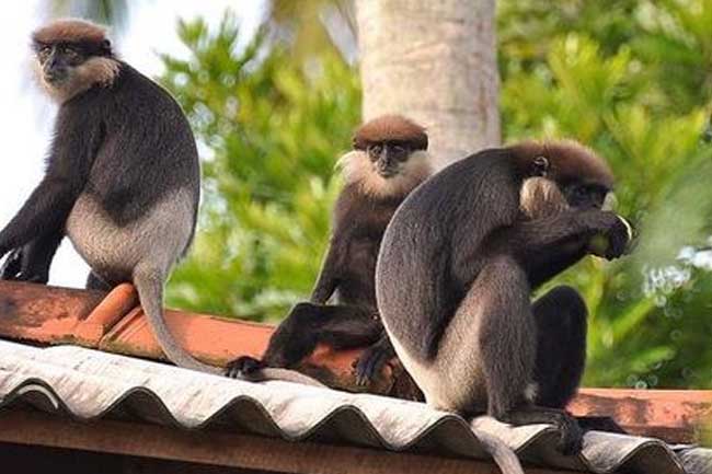 'දම් මුහුණැති කළු වඳුරා' වඳවී යාමේ තර්ජනයක