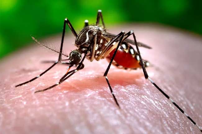 ඩෙංගු මාරයා යළි හිස ඔසවයි