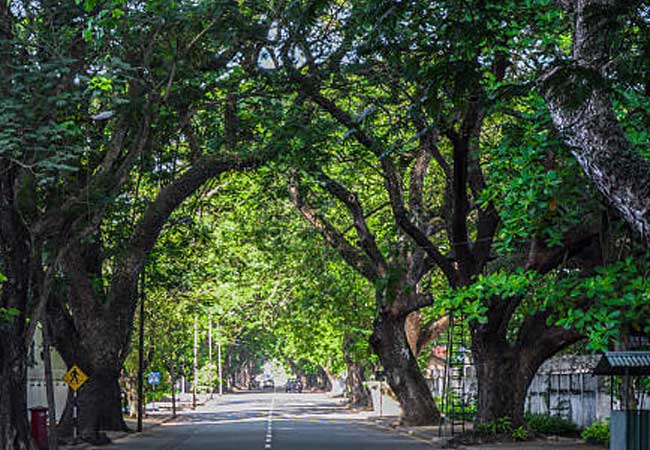 කොළඹට සෙවණ දුන් ගස් 200ක් කපාදැමීමට යයි