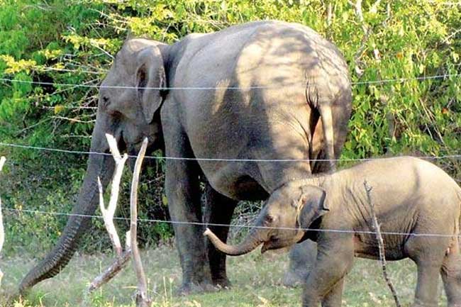 අලි වැට සංරක්ෂණයට නිලධාරීන් 4,500ක් වනජීවියට