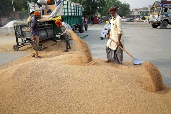පාකිස්තානය තිරිඟු පිටි අපනයනය තහනම් කරයි